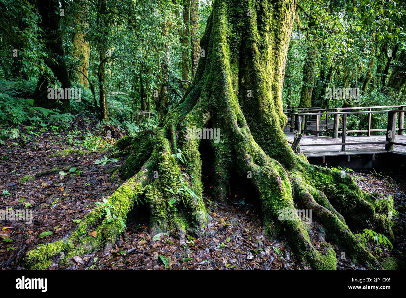 Moss covered tree in tropical hi-res stock photography and images - Alamy
