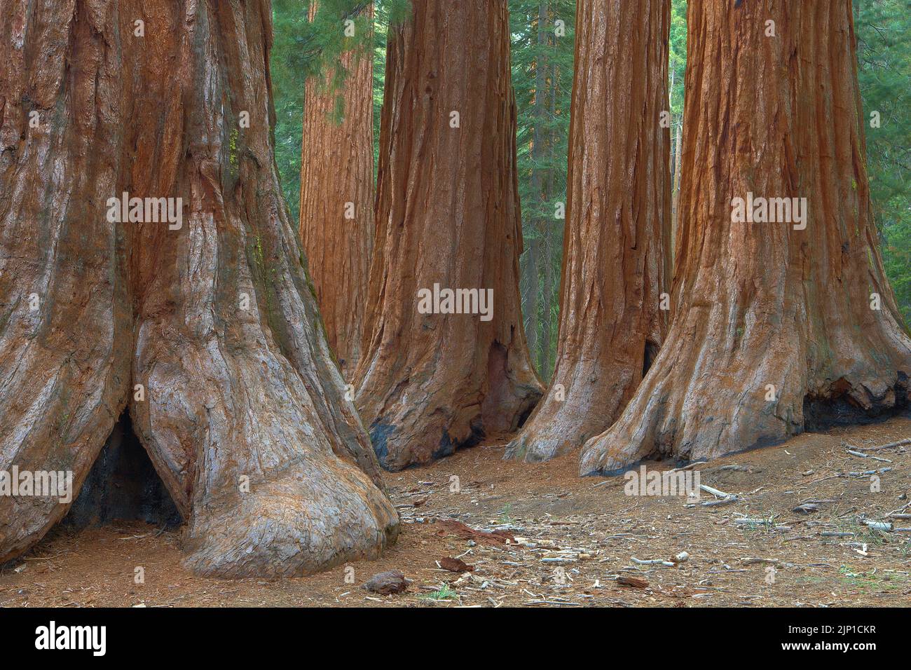 Kings canyon and sequoia national parks hi-res stock photography and ...