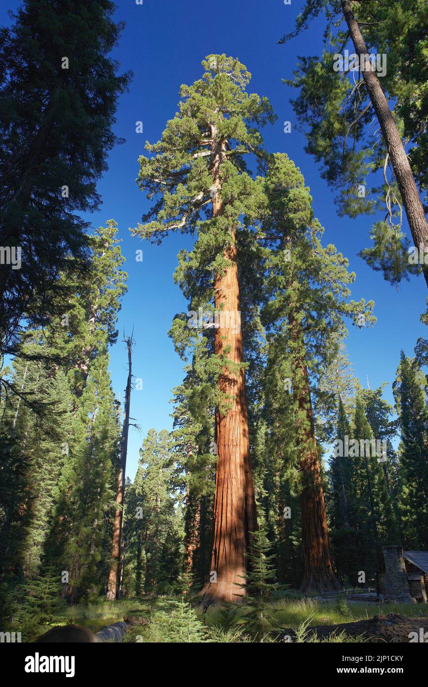 Kings canyon and sequoia national parks hi-res stock photography and ...