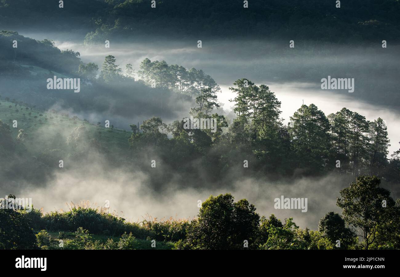 View of fog touching sunlight covered tree area inside tropical ...
