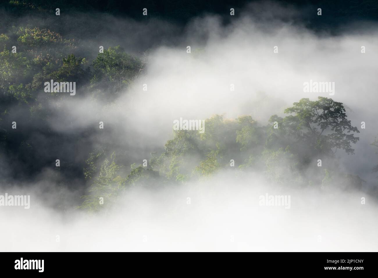 Aerial view of fog touching sunlight covered tree area inside tropical ...