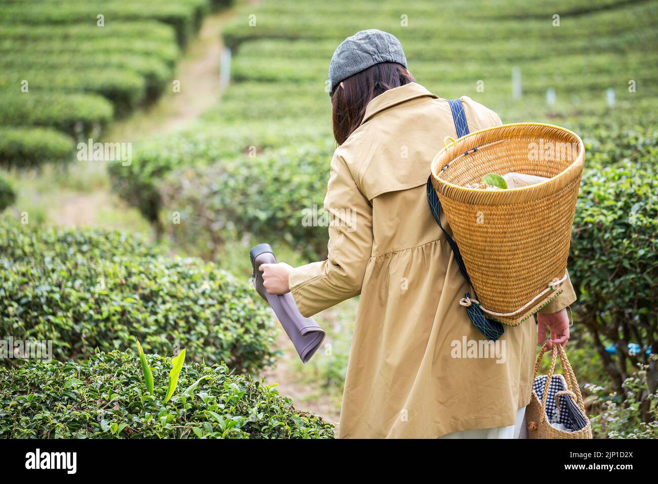 Asian woman work and travel in lemon farm with farmer fashion and ...