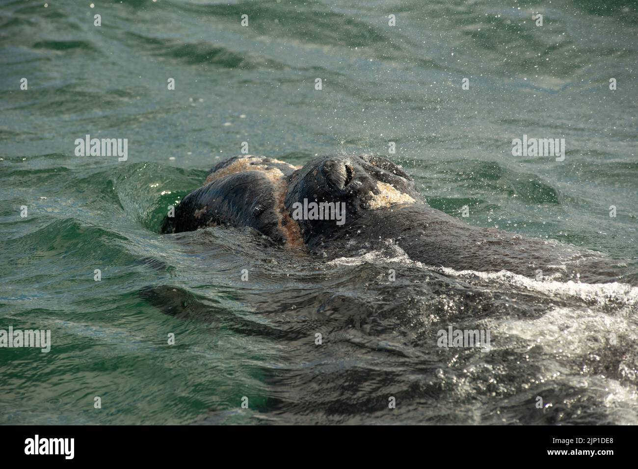 Southern Right Whale, calf with whale lice, in Walker Bay, Hermanus ...