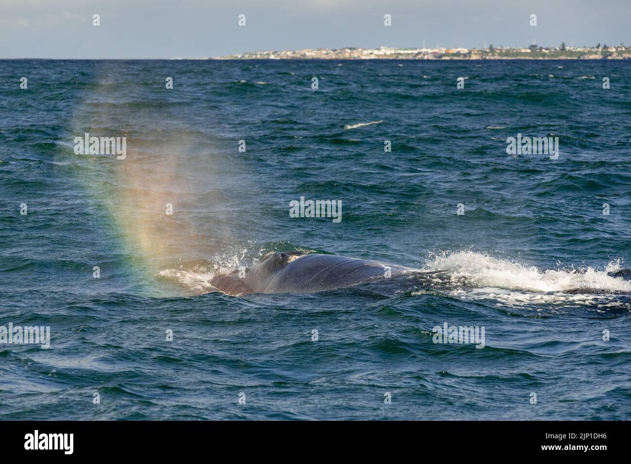 Southern Right Whale spouting/blowing a rainbow in Walker Bay, Hermanus ...