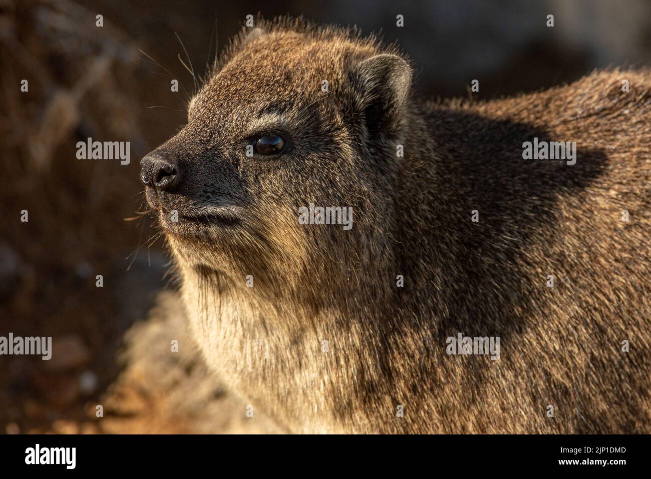 Rock hyrax, Procavia capensis, at the Hermanus Cliff Path, Hermanus ...