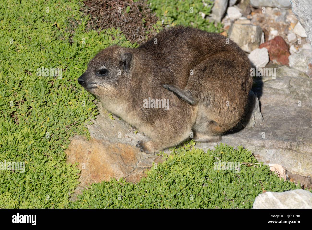 Rock hyrax, Procavia capensis, at the Hermanus Cliff Path, Hermanus ...