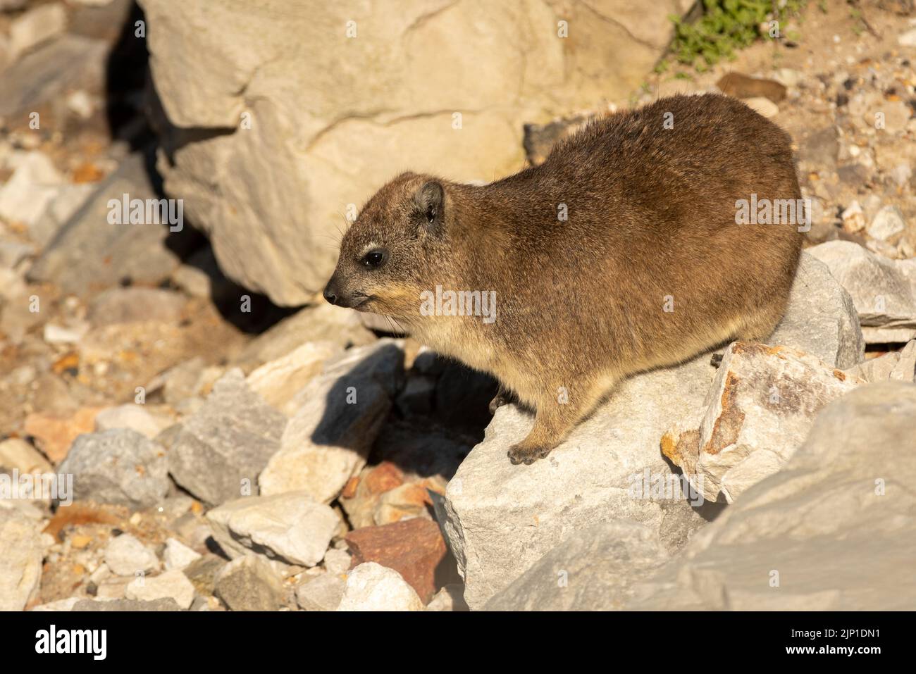 Rock hyrax, Procavia capensis, at the Hermanus Cliff Path, Hermanus ...