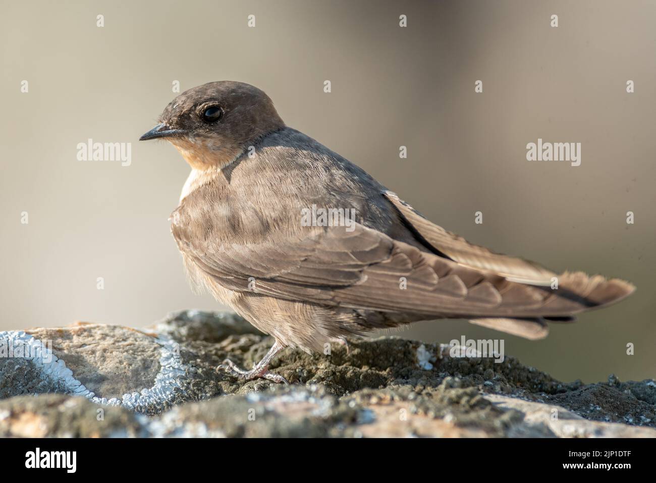 Rock Martin, Ptyonoprogne fuligula, Hermanus, South Africa, 02 August ...