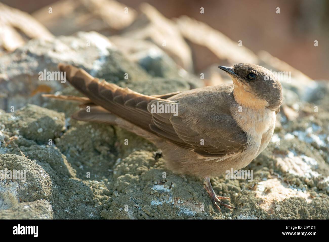 Rock Martin, Ptyonoprogne fuligula, Hermanus, South Africa, 02 August ...