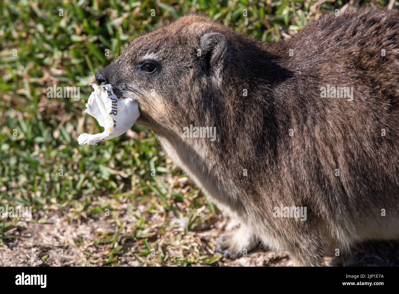 Rock hyrax, Procavia capensis, eating rubbish at the Hermanus Cliff ...