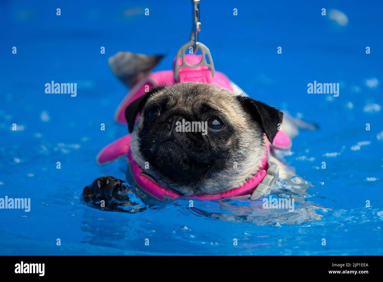 Milton Keynes,UK, 30th Jul 2022. Pugs from all over the UK got together ...