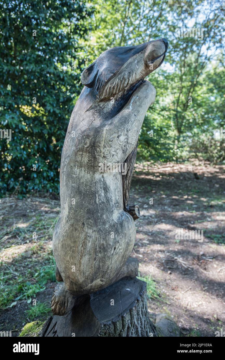 Saw animal hi-res stock photography and images - Alamy