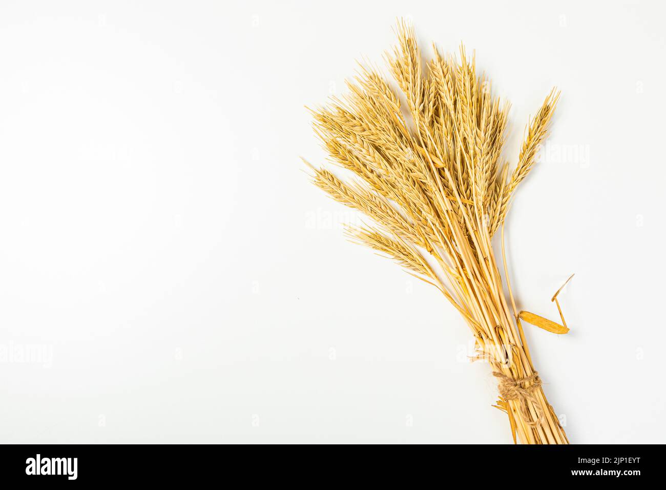 Seeds of ripe wheat on a white background. A whole crop of wheat germ ...