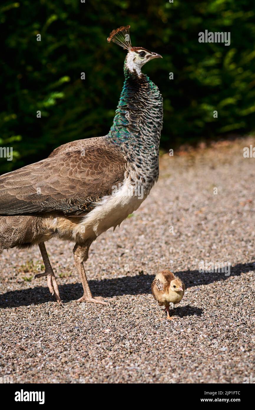 Peacock, Peahen, with her chick, peachick Stock Photo - Alamy