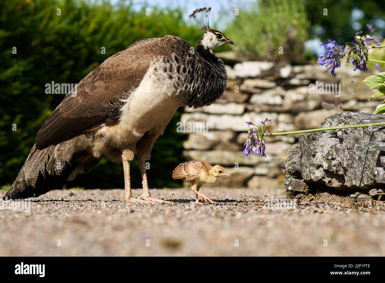 Peacock, Peahen, with her chick, peachick Stock Photo - Alamy