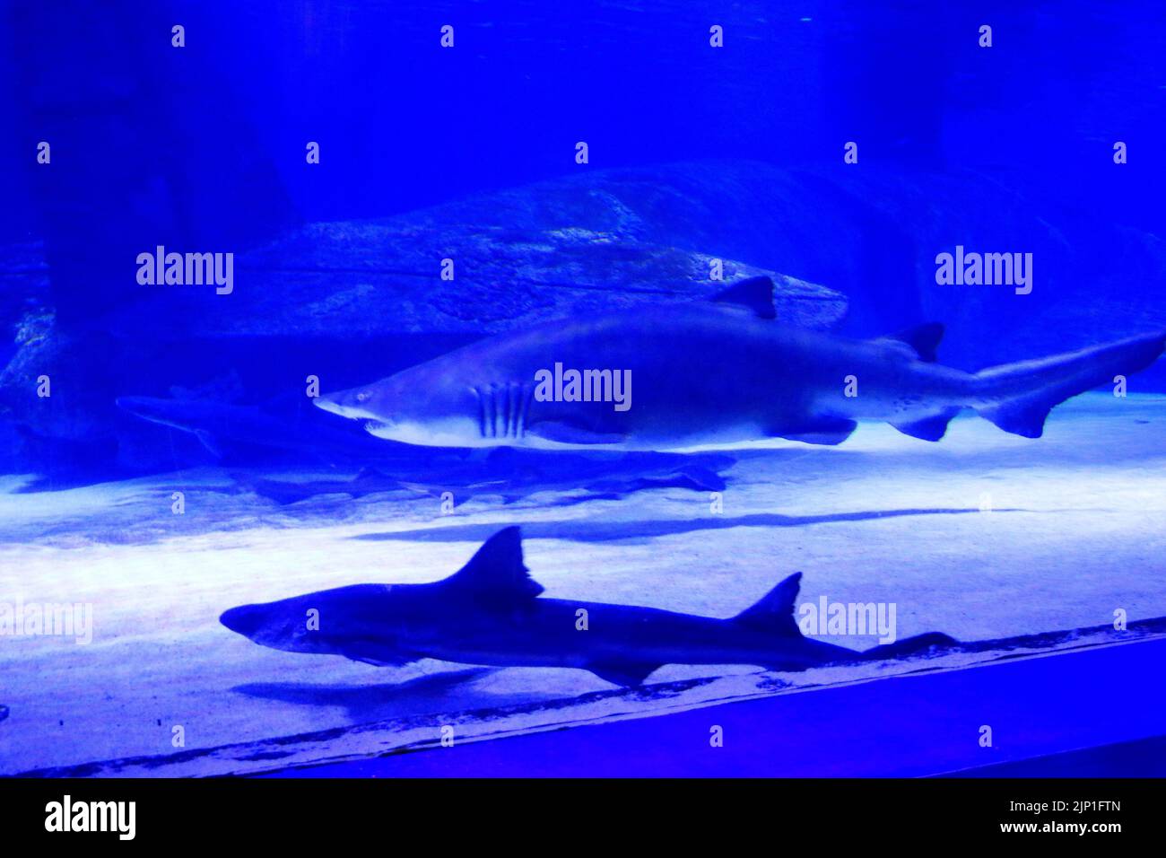 shark at Antalya aquarium, turkey Stock Photo - Alamy