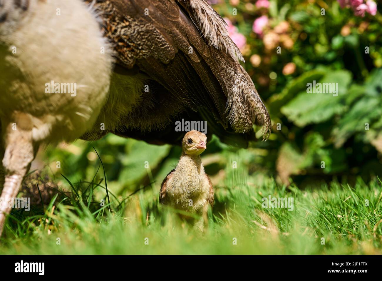 Peacock, Peahen, with her chick, peachick Stock Photo - Alamy