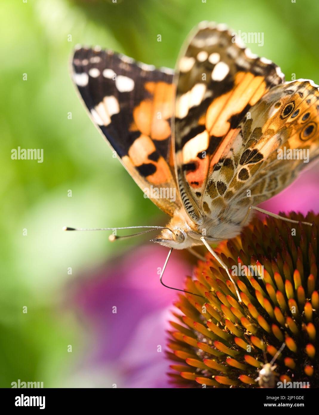 painted lady butterfly, vanessa cardui, painted lady butterflies Stock ...
