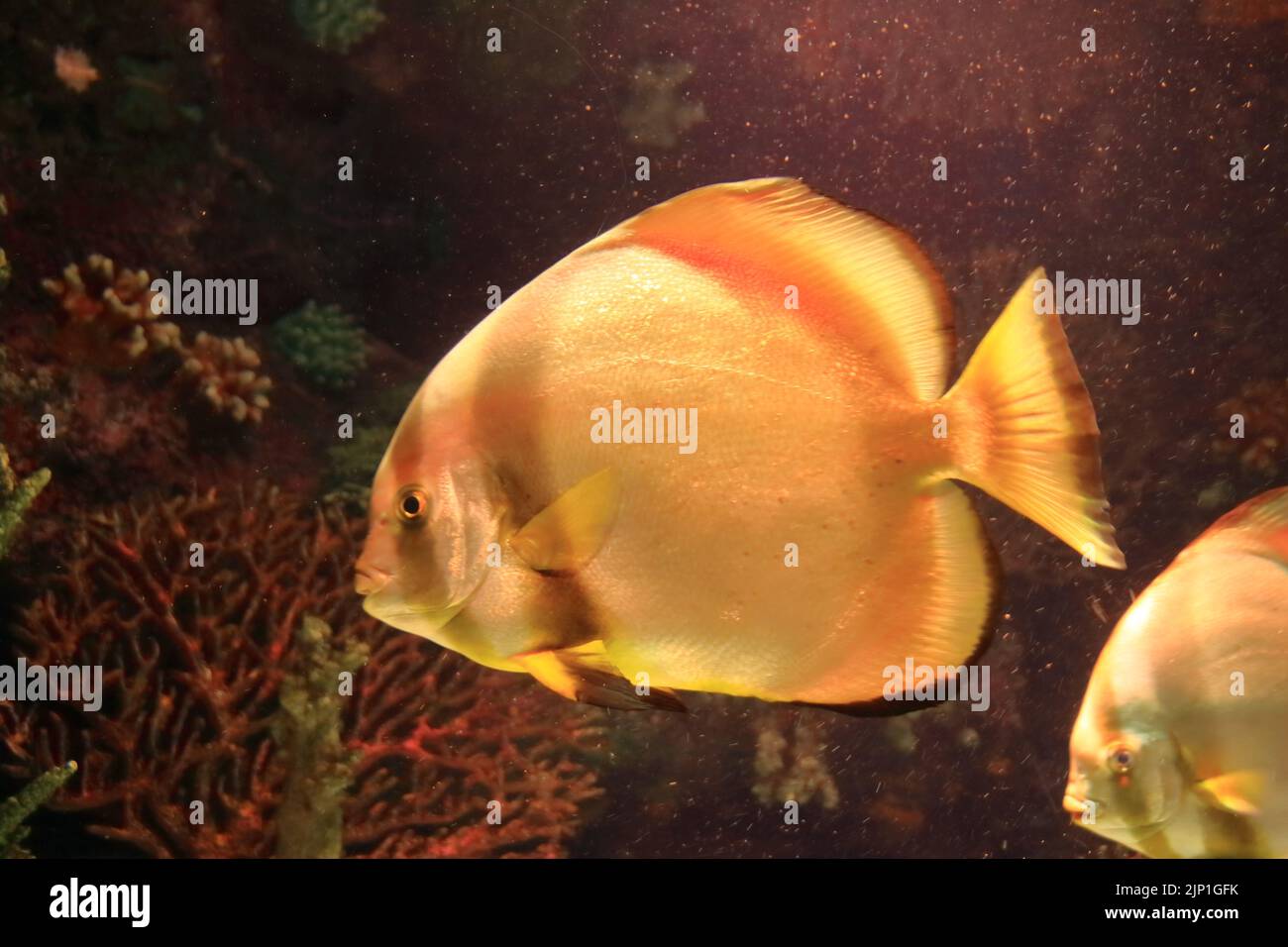 Antalya zoo turkey hi-res stock photography and images - Alamy