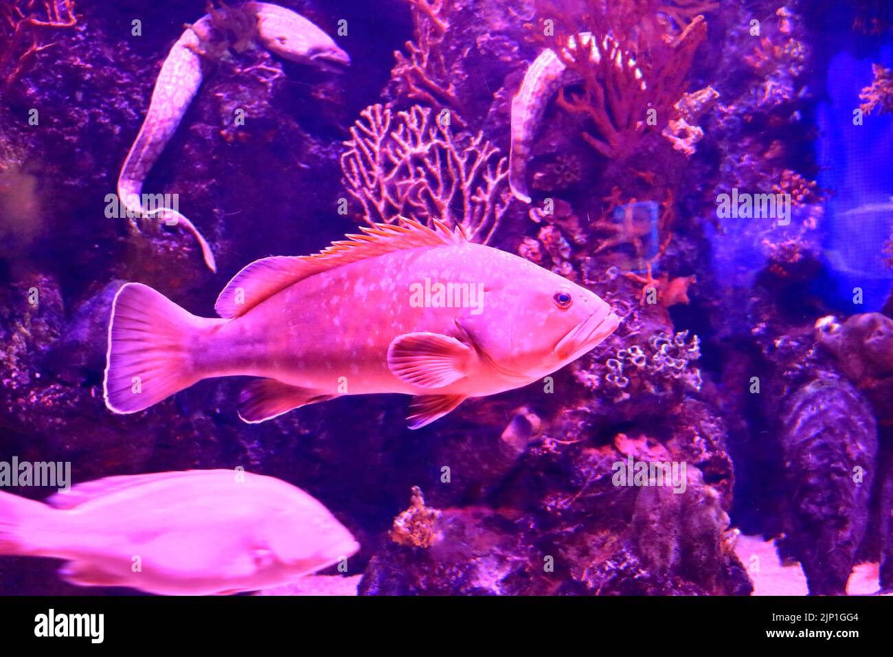 Exotic fish tank aquarium in Antalya in Turkey Stock Photo - Alamy