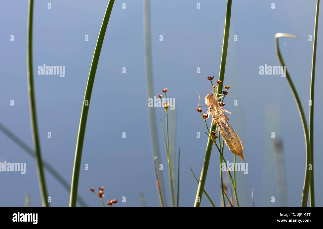 dragonfly larva, exuvia, dragonfly larvas, exoskeleton, exuvias Stock ...