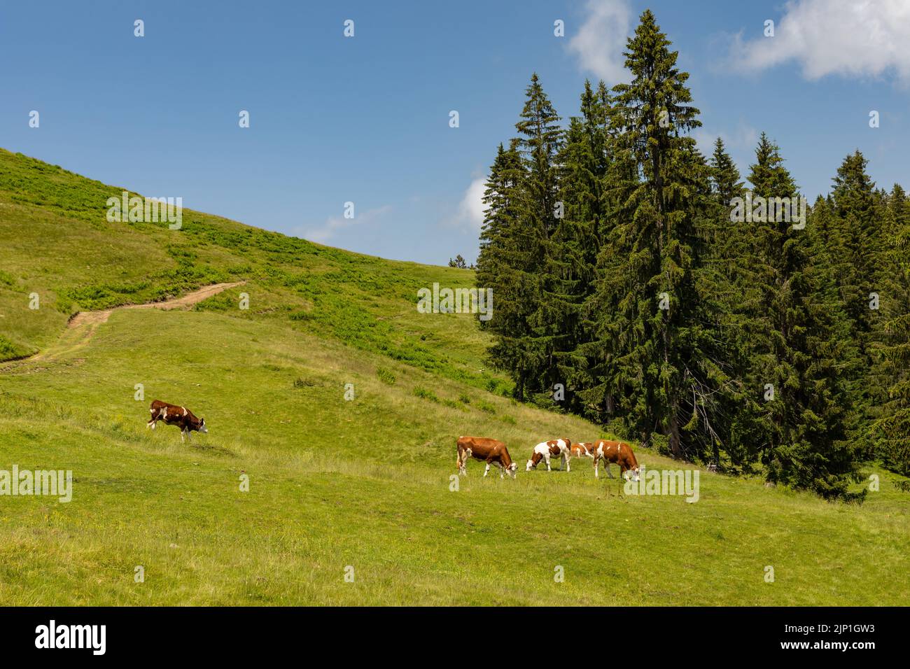 european alps, cows, pastures, cow, pasture Stock Photo - Alamy