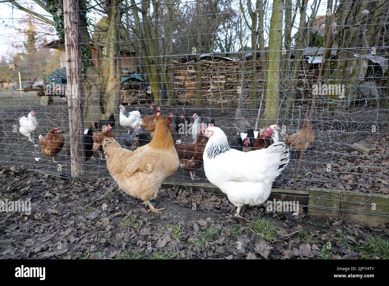 Chicken run enclosure hi-res stock photography and images - Alamy