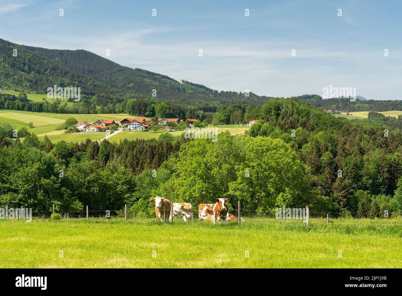 pasture, rural scene, berchtesgadener land, pastures, country, country ...