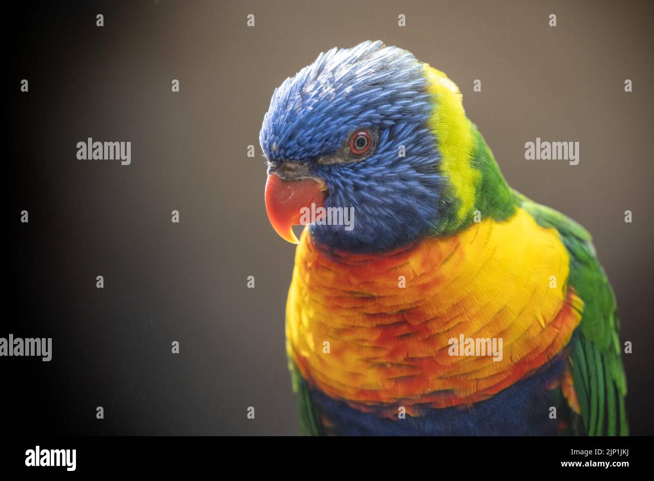 Rainbow Lorikeet - colourful parrot from Australia Stock Photo - Alamy