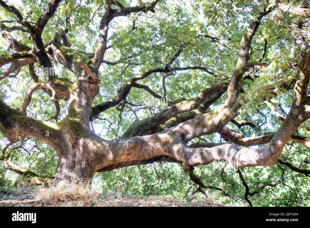 Photographic documentation of the majestic and ancient oak located in Caponnori Lucca Italy ...