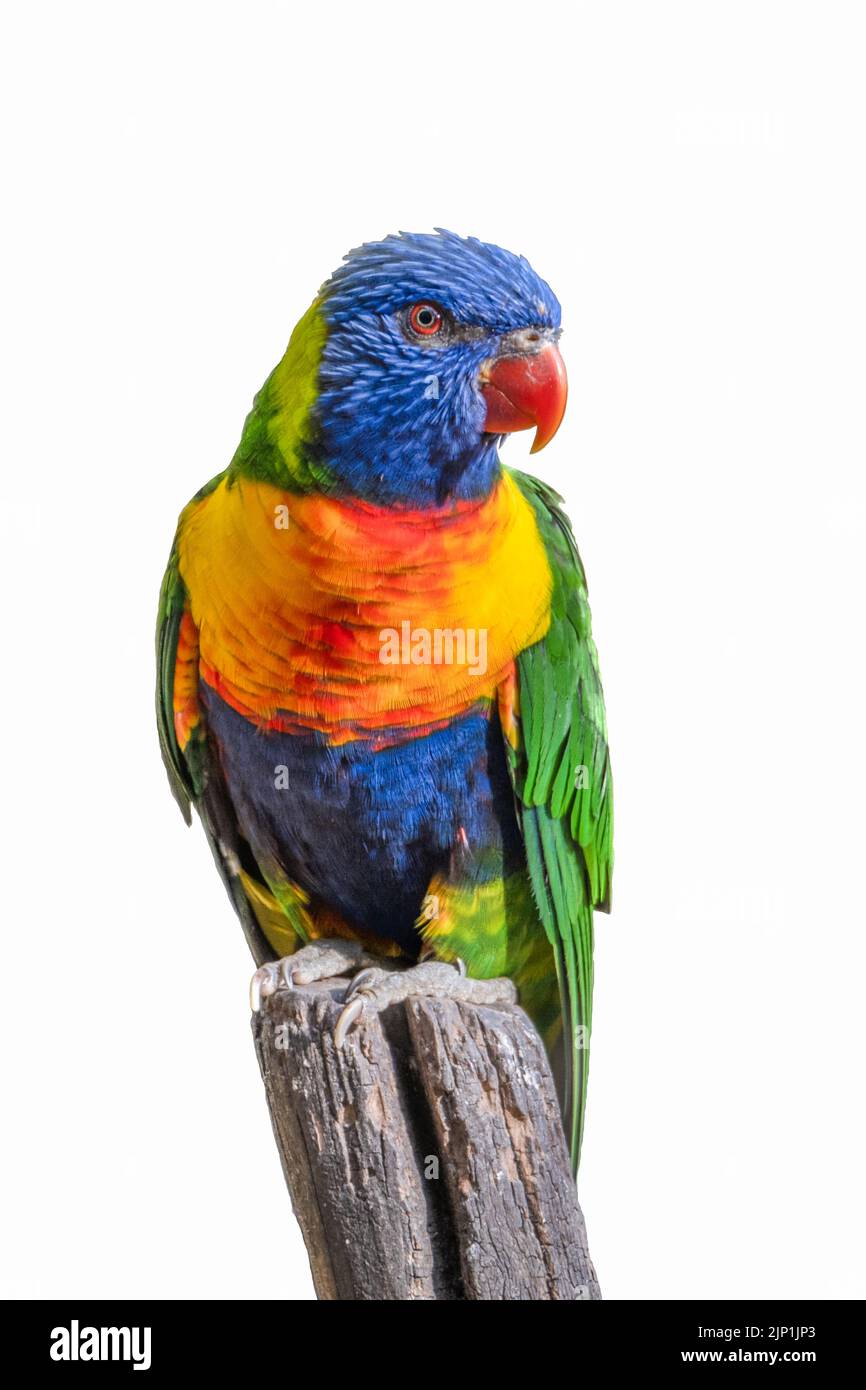 Rainbow Lorikeet - colourful parrot from Australia Stock Photo - Alamy