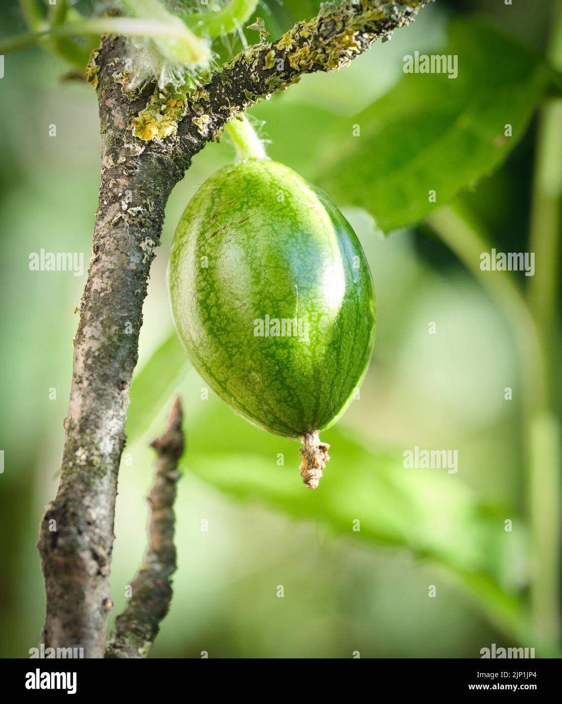 Mini watermelons hi-res stock photography and images - Alamy
