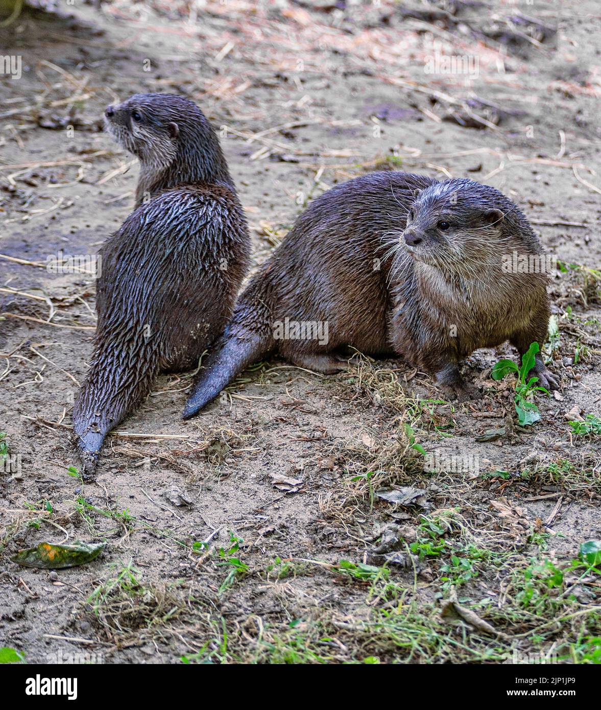 Clawed predator hi-res stock photography and images - Alamy