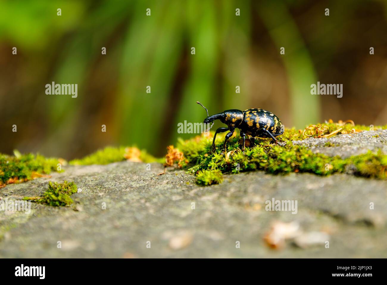 Liparus hi-res stock photography and images - Alamy
