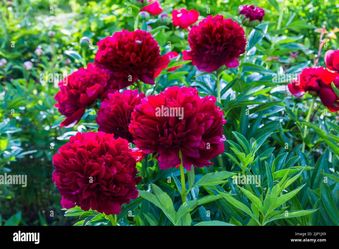 Red Peony albiflora. Paeonia officinalis Command Performance in the ...