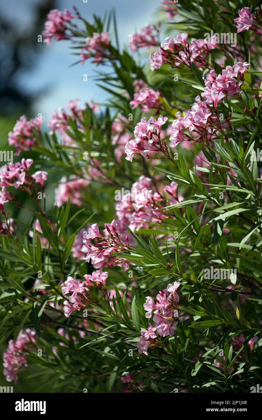 Oleanders blossoms hi-res stock photography and images - Alamy