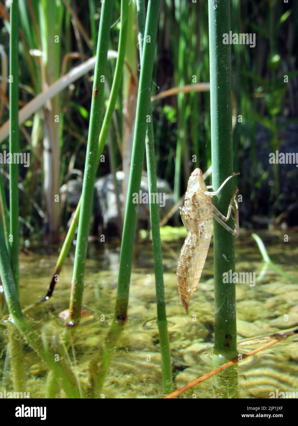 Dragonfly larvas hi-res stock photography and images - Alamy