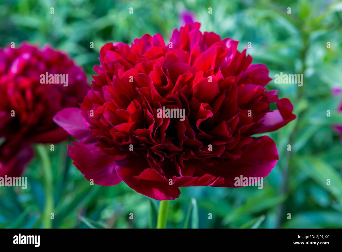 Cottage garden double red peony hi-res stock photography and images - Alamy