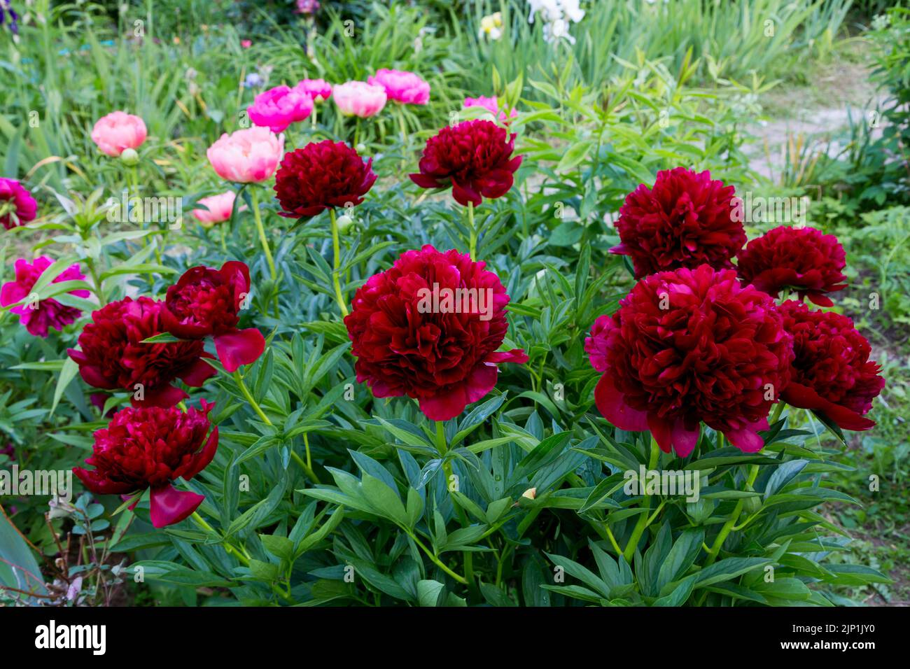 Red Peony albiflora. Paeonia officinalis Command Performance in the ...