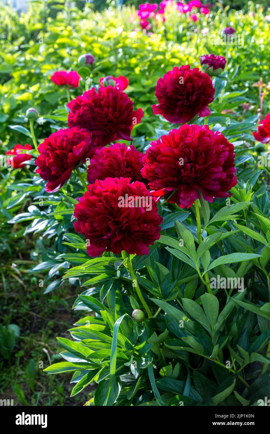 Cottage garden double red peony hi-res stock photography and images - Alamy