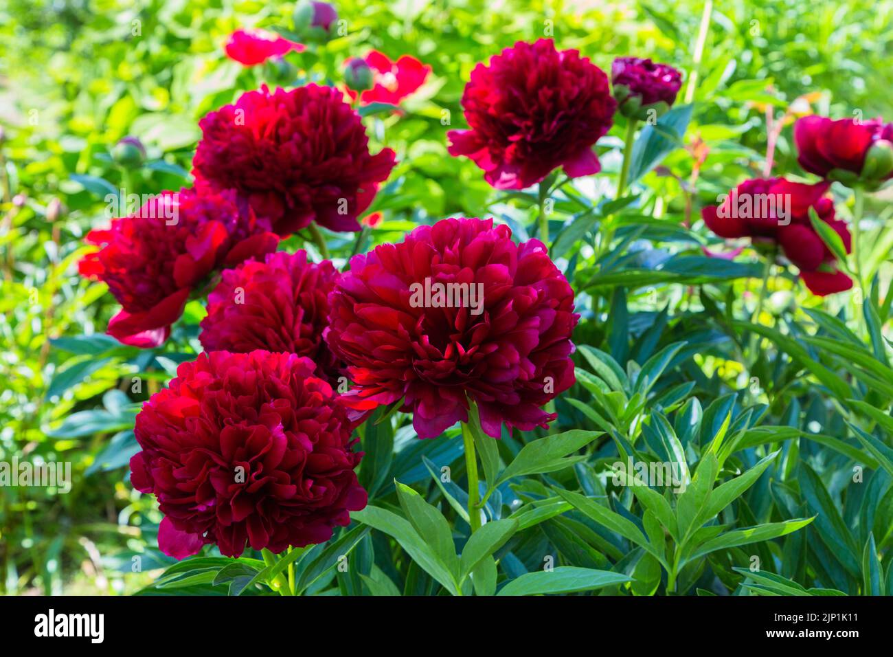 Red Peony albiflora. Paeonia officinalis Command Performance in the ...