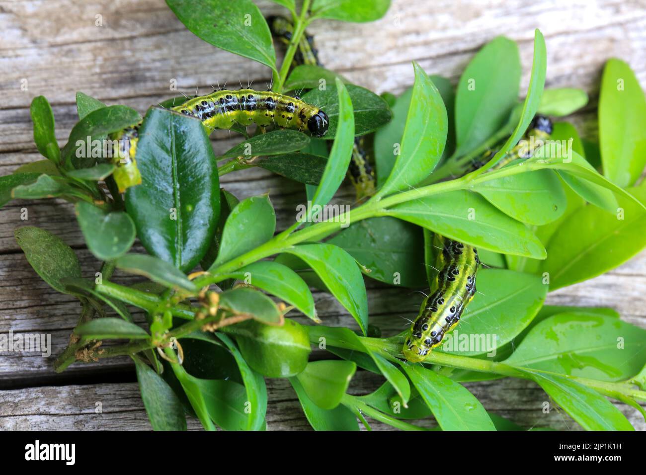 plant pest, box tree moth, cydalima perspectalis, pest, plant pests ...