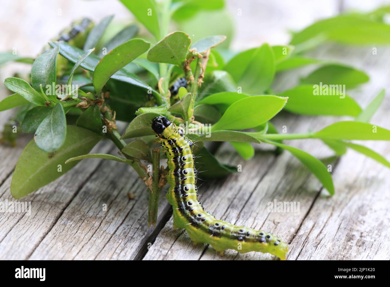 plant pest, box tree moth, cydalima perspectalis, pest, plant pests ...