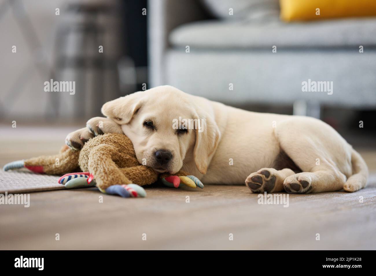 Soft dogs hi-res stock photography and images - Alamy