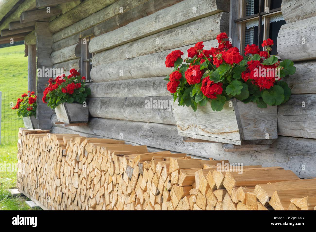 geraniums, wooden cabin, firewood, geranium, cabins, firewoods Stock ...