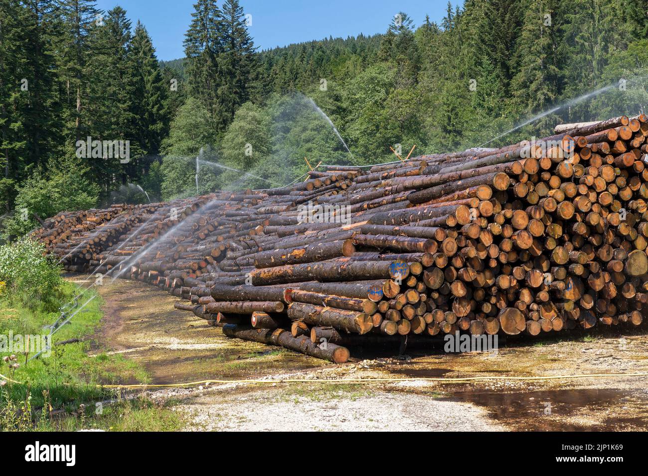 wood pile, watering, wood piles Stock Photo - Alamy