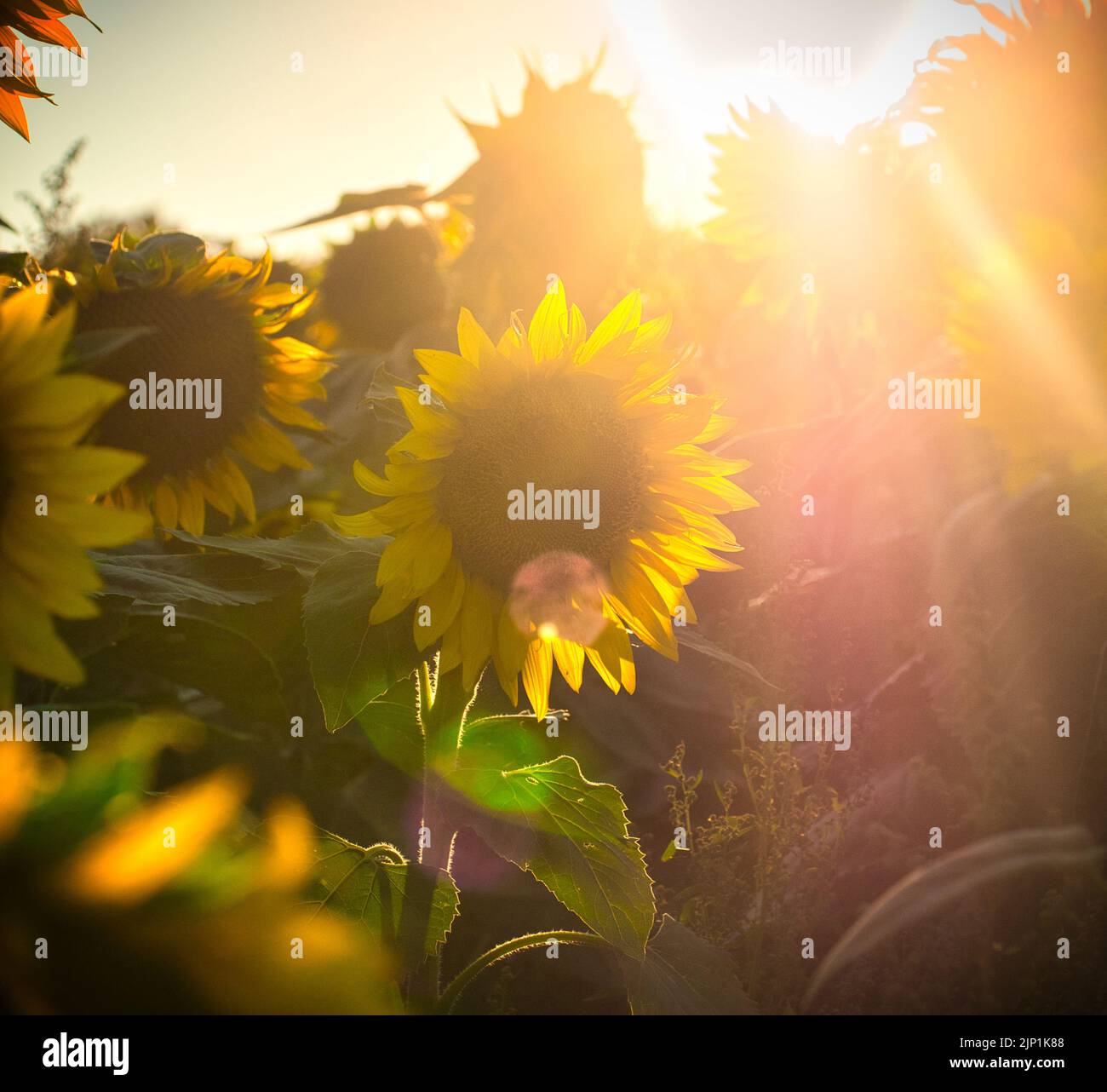 sunbeams, sunflower field, sun beams, sun ray, sun rays, sunbeam ...