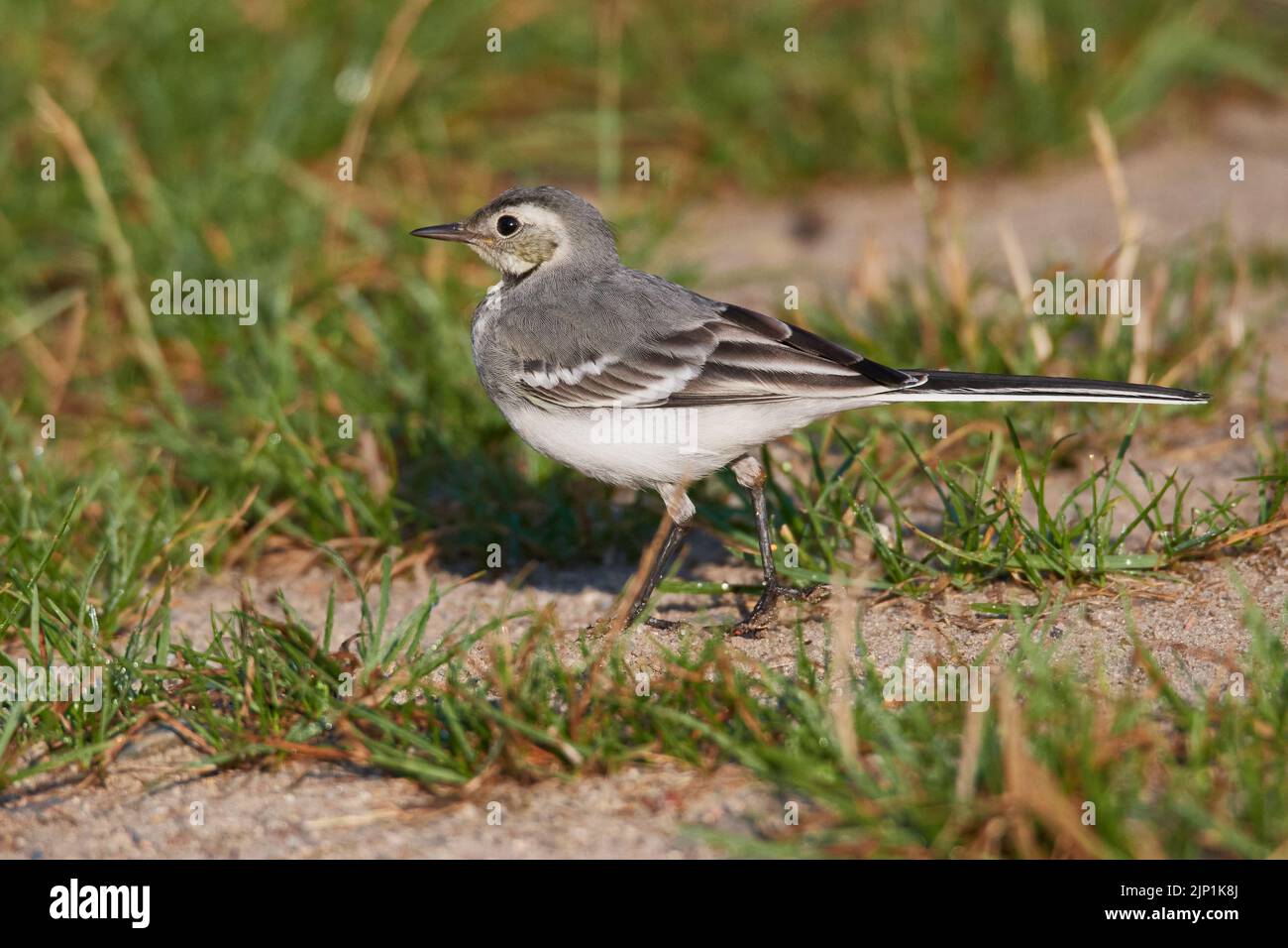 white wagtail, stelzen und pieper, motacilla alba, wagtails Stock Photo ...
