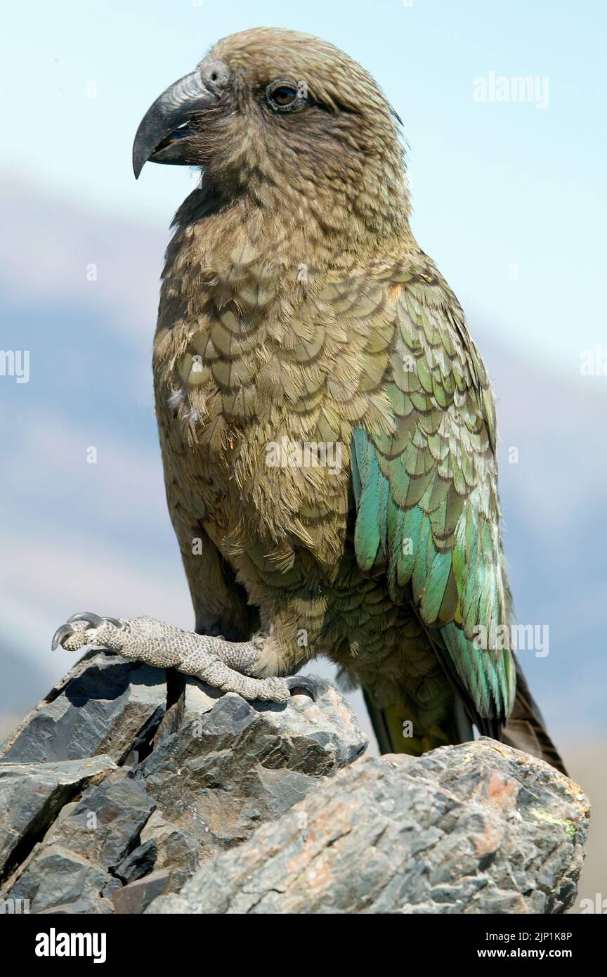 bird, parrot, birds, parrots Stock Photo - Alamy