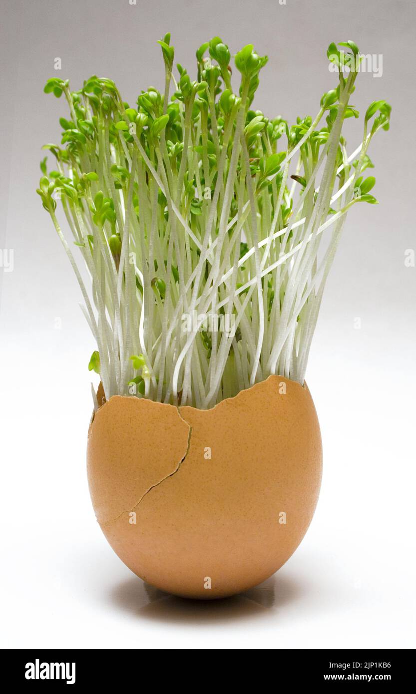 growth, egg shell, cress, growths, rise, egg shells Stock Photo - Alamy